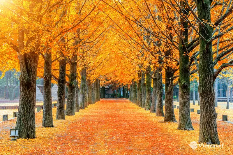 Hàn Quốc: Seoul – Nami - Vườn Morning Calm – Everland | Trải nghiệm mặc ...